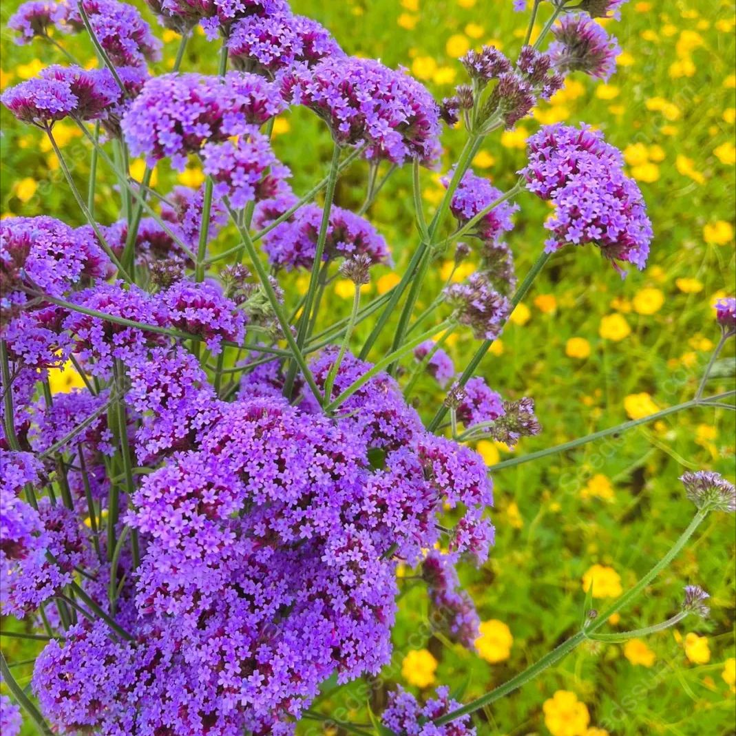 Verbena Seeds - Sea of Flowers Landscape Flower Seeds