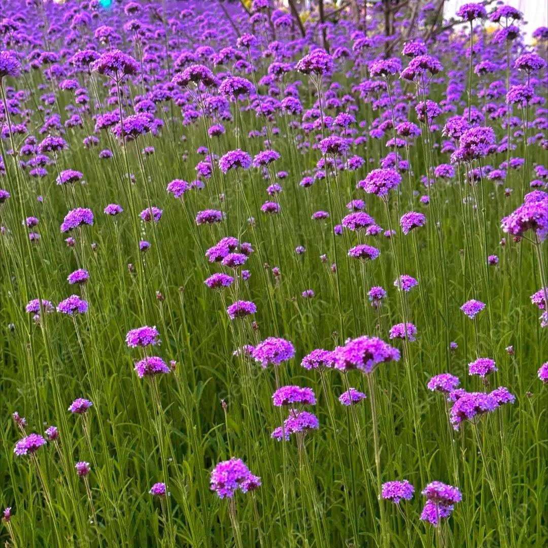 Verbena Seeds - Sea of Flowers Landscape Flower Seeds