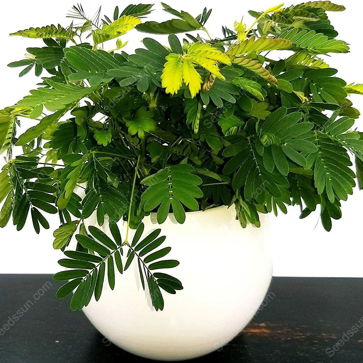 Sensitive Plant Mimosa Pudica Seeds