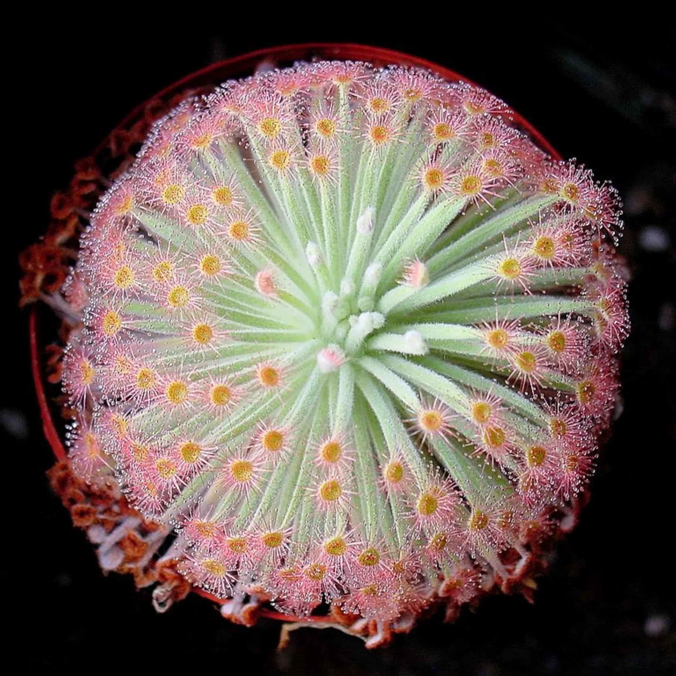 Octopus Plant - Complex Carnivorous RARE seeds