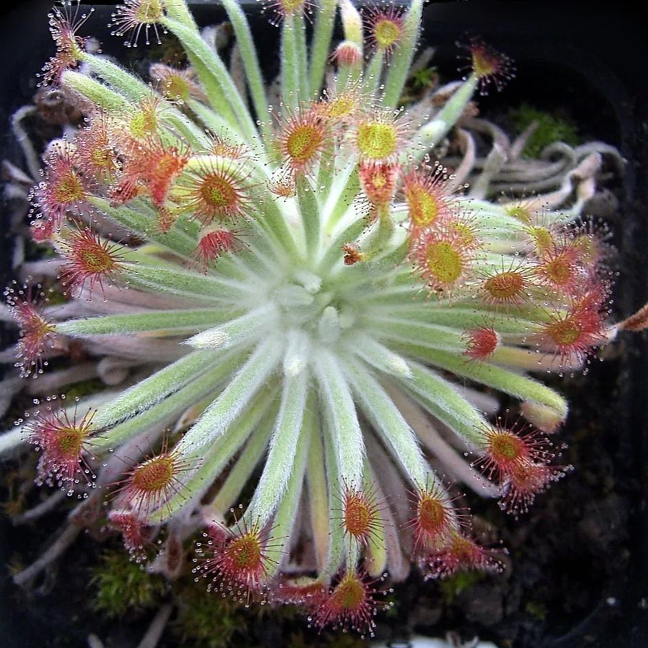 Octopus Plant - Complex Carnivorous RARE seeds