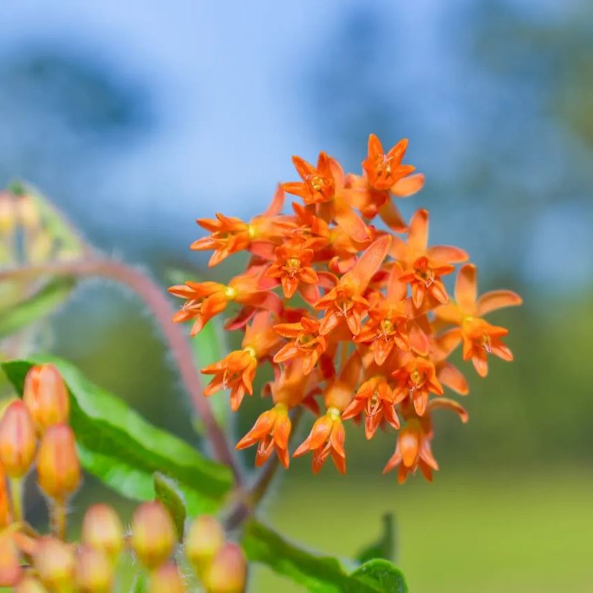 Orange Pentas Bonsai Seeds – SEEDSSUN
