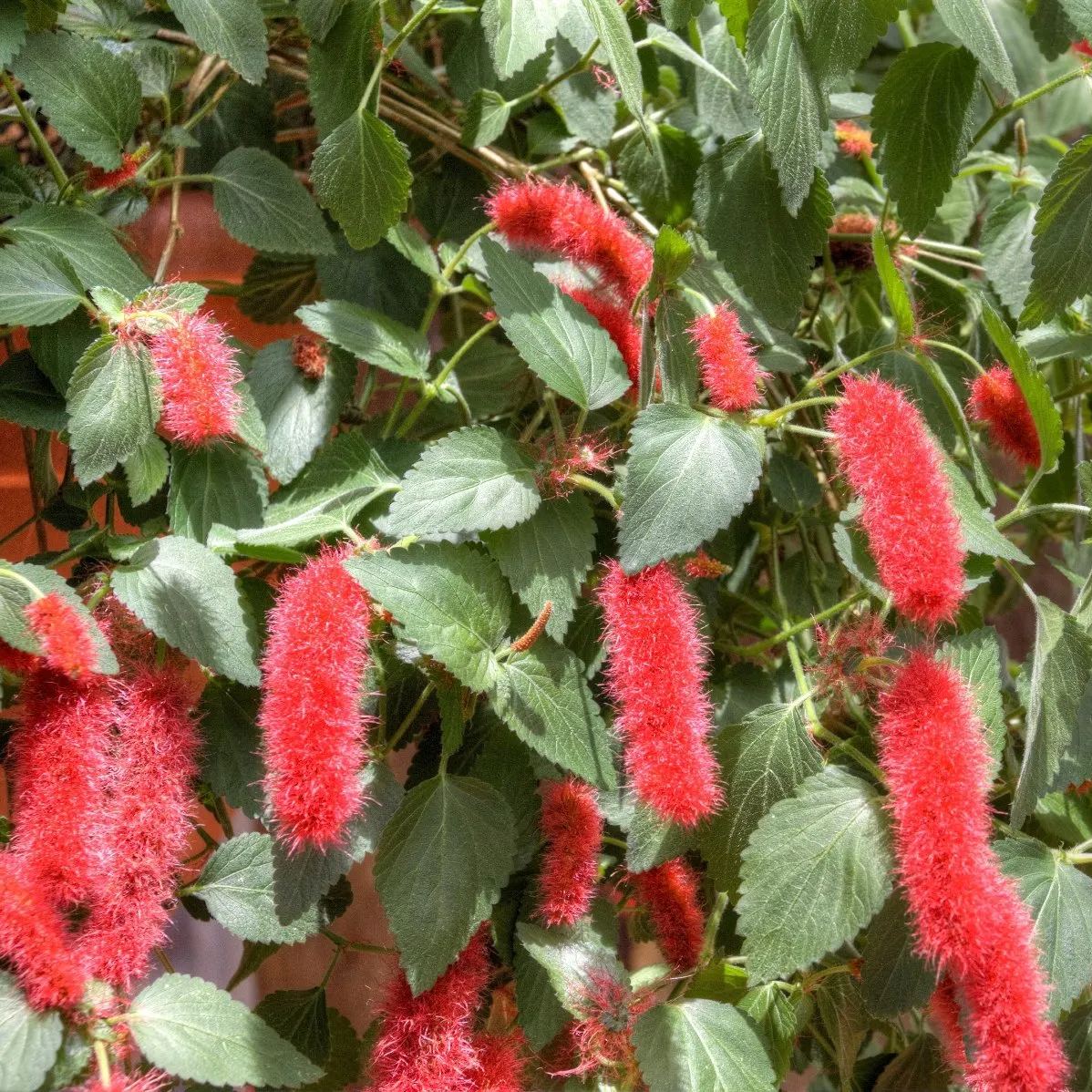 Strawberry Firetails Plant Seeds