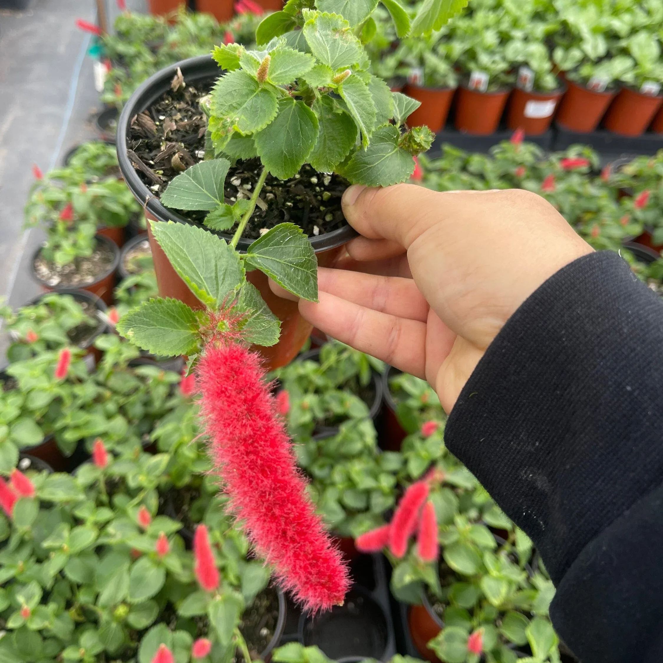 Strawberry Firetails Plant Seeds