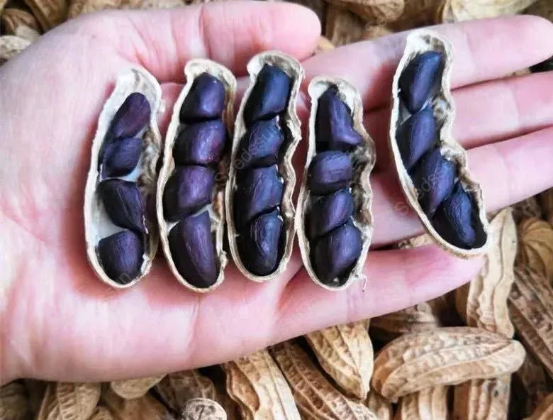 Black Peanut Seeds - High Quality, High Yield, Healthy And Delicious