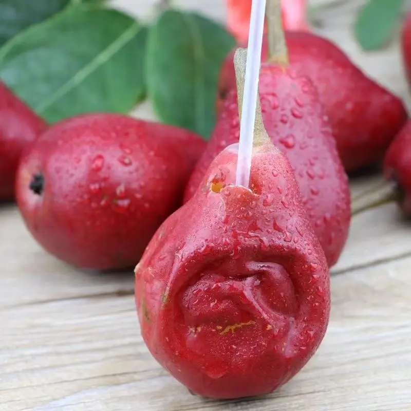 🍐Red Anjou Pear 🍐