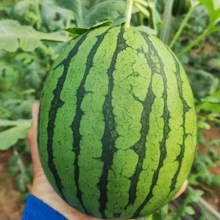 🍉Thin Skin Mini Watermelons Seeds