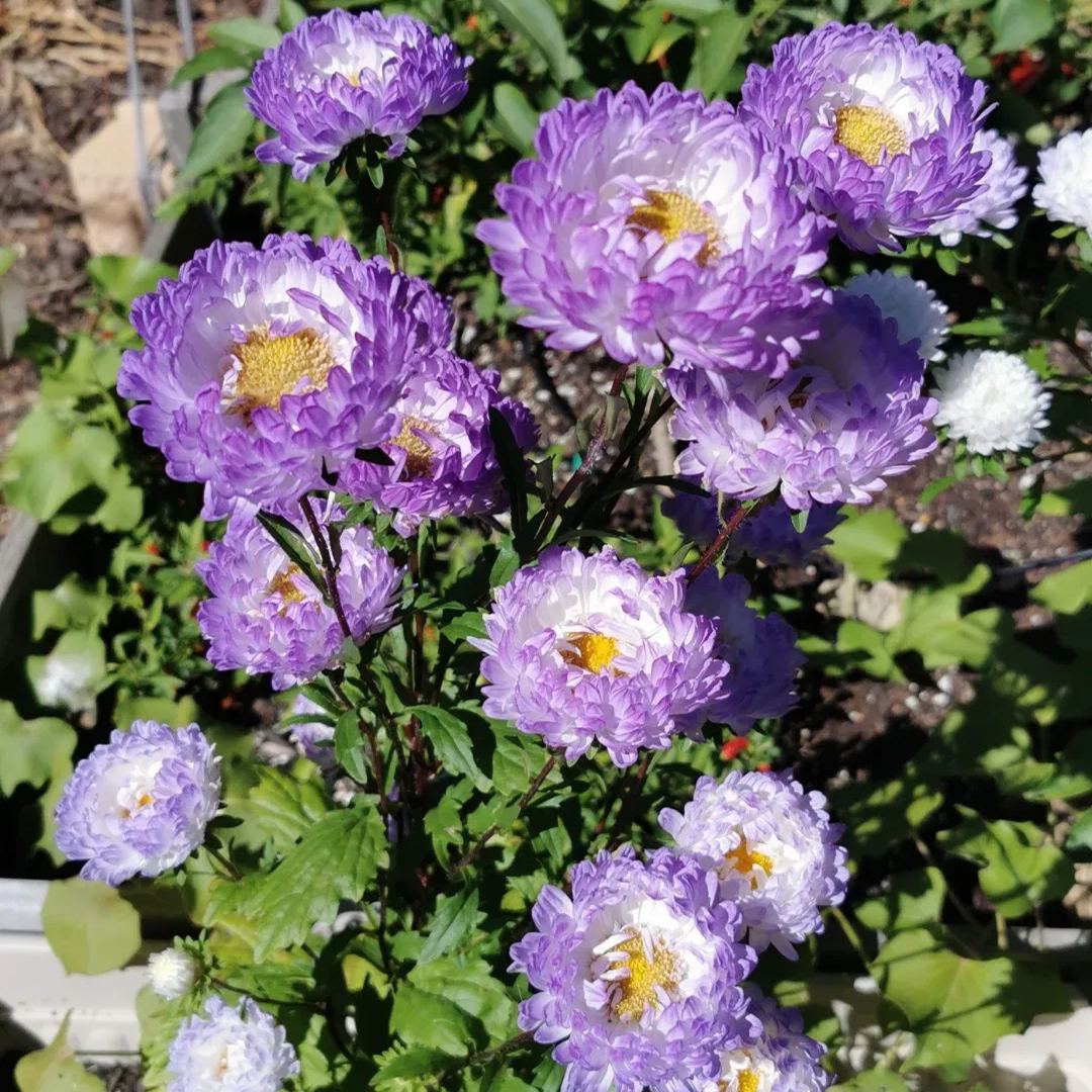 Aster Duchess Blue Ice Seeds