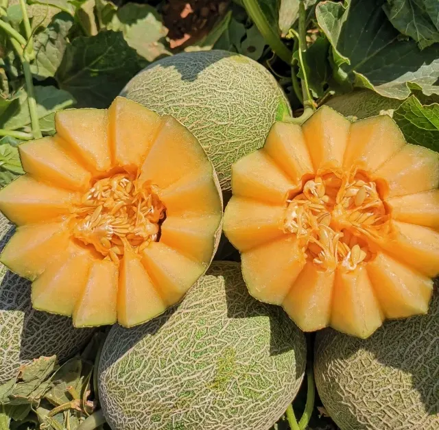 Netted Muskmelon Seeds, Japanese Melon Seeds