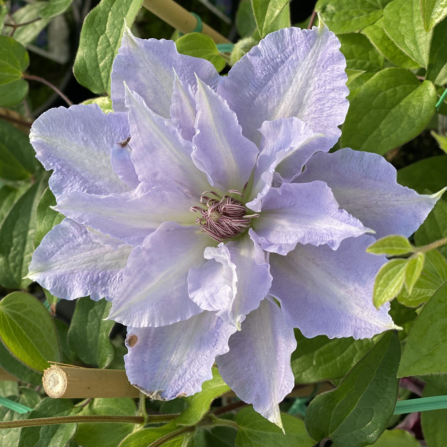 Clematis Seeds