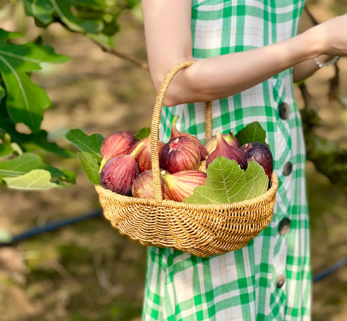 Fig Tree Seeds (Ficus carica), Sweet Fruit Shrub