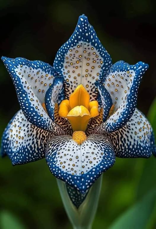 Rare spotted iris