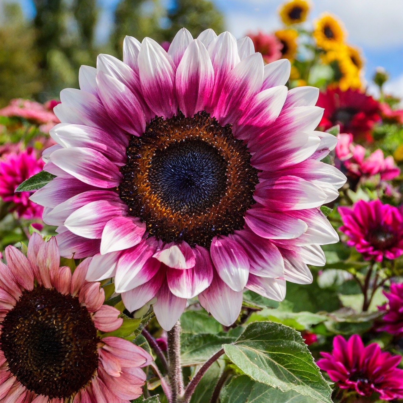Sunflower Seeds – Welcome to Cupidgarden - Your Blooming Haven!