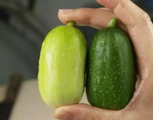 Thumb Cucumber-Golden Boy Lady Cucumber