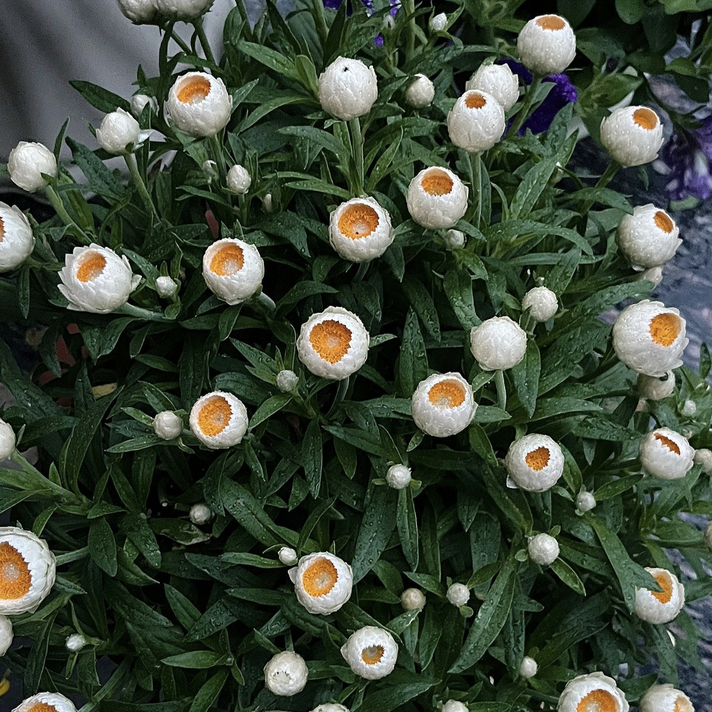 Strawflower Seeds Xerochrysum Bracteatum