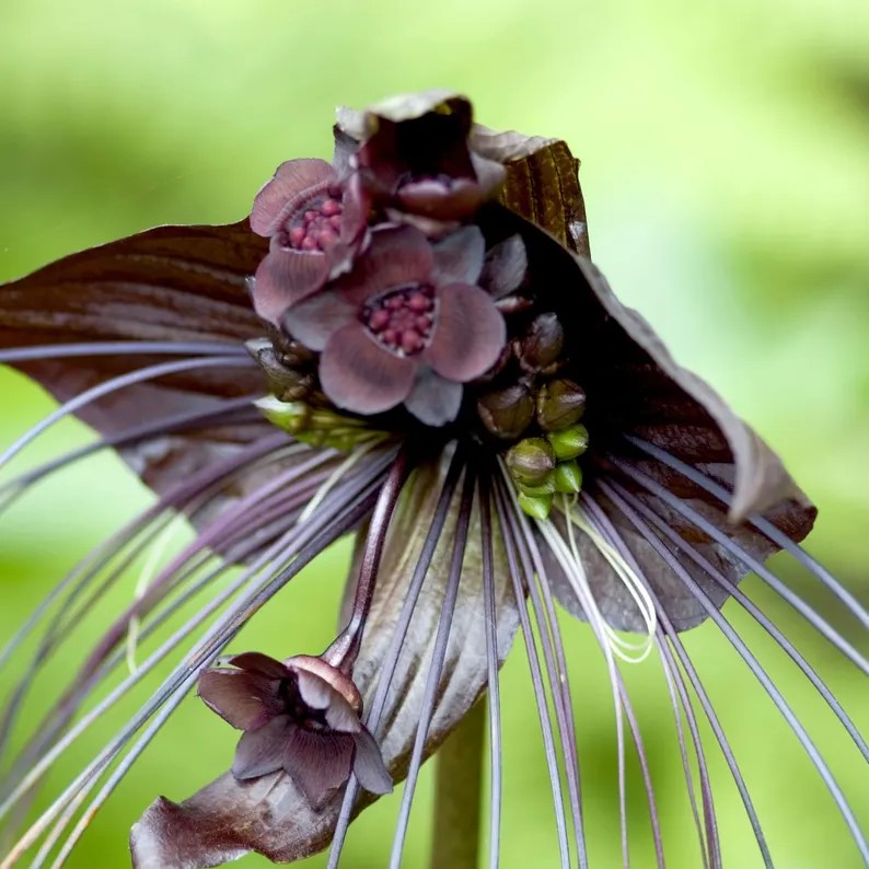 Black Bat Flower seeds