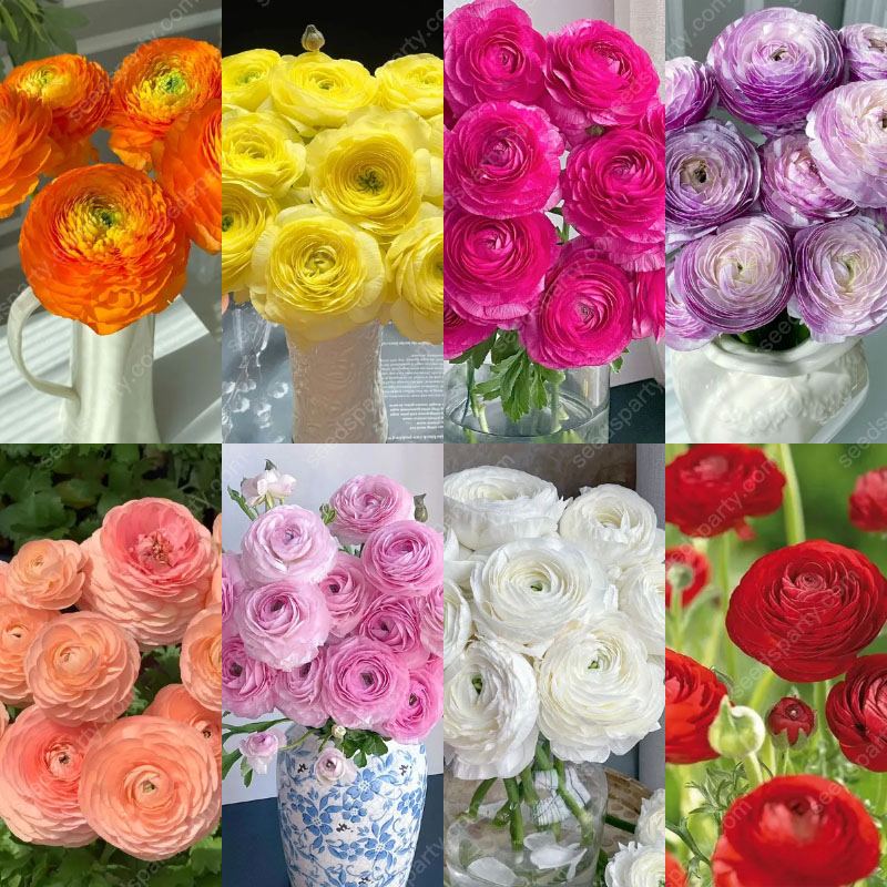 🔥Hot Sale Mixed Color Ranunculus Bulbs
