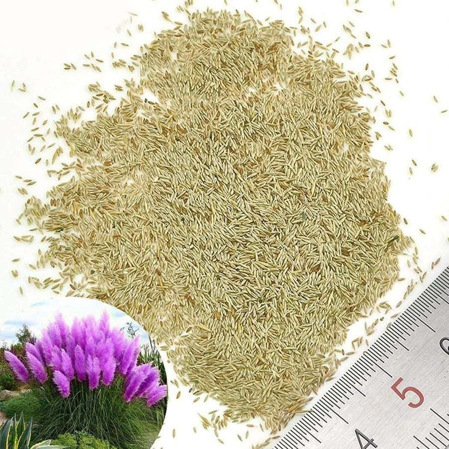 Pampas Grass Magic Garden Seeds - 200 Seeds