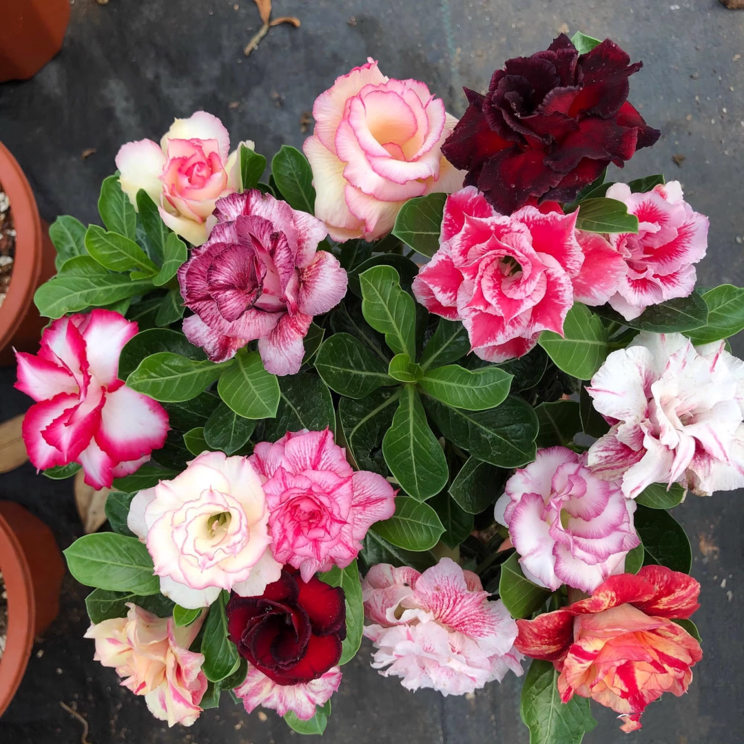 Mixed Color Desert Rose Seeds-fridayw