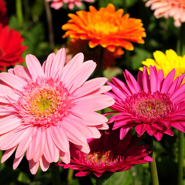 🌸Gerbera Mix Seeds – Grow a Stunning Floral Display!