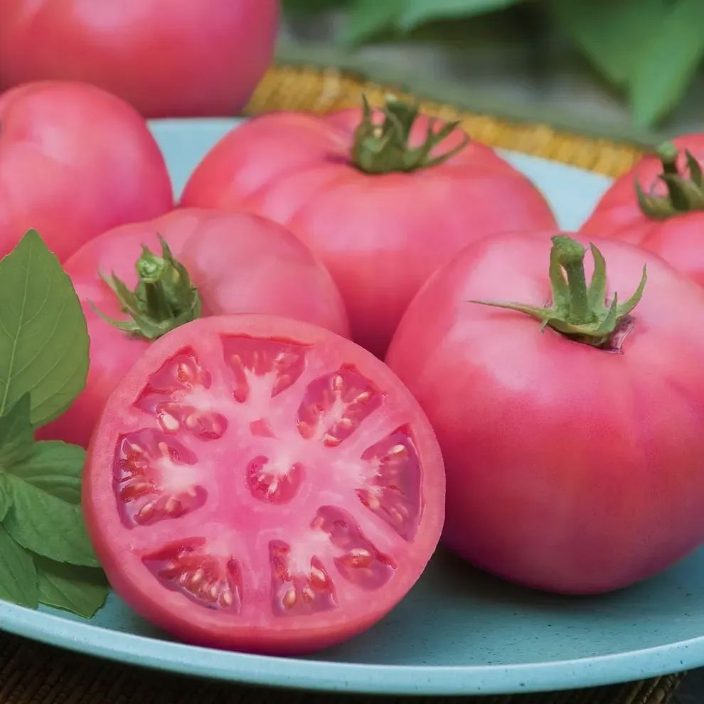 🍅Tomato Brandywine Pink Seeds