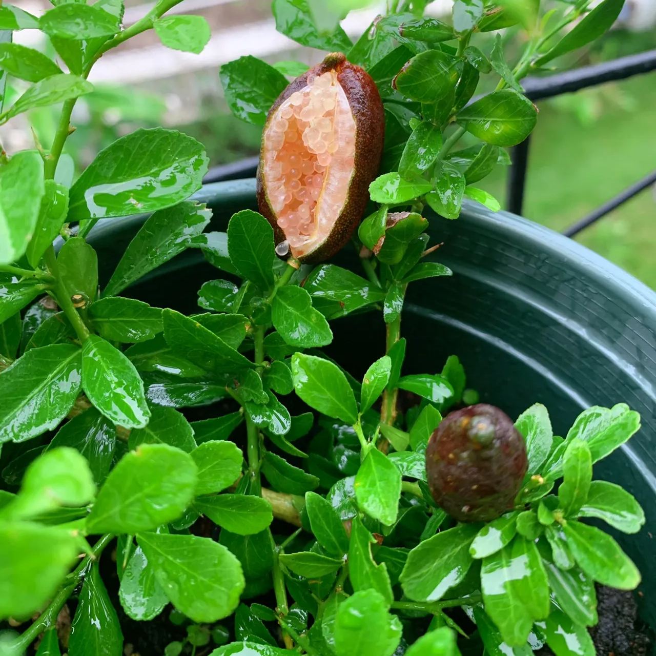 🎉 The Noble Among Lemons👑-Finger Lemon Seeds🍋-fridayw