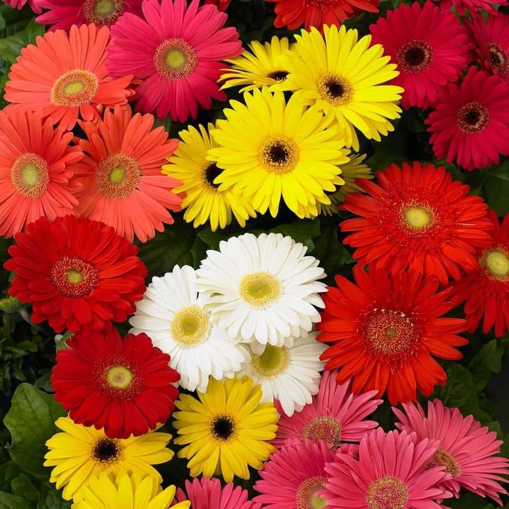 🌸Gerbera Mix Seeds – Grow a Stunning Floral Display!