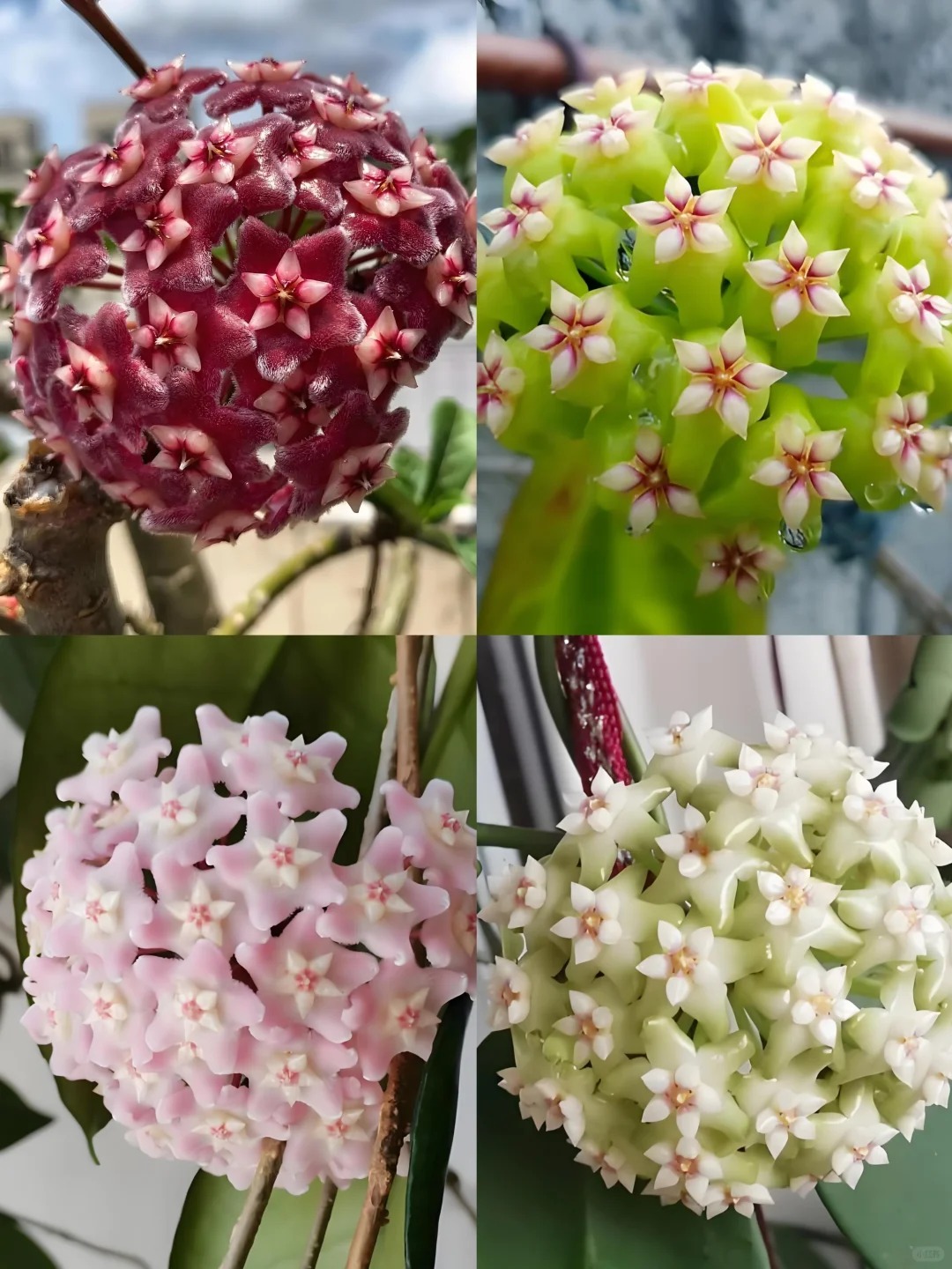 🌿 Hoya Flower Seeds – Low-Maintenance Indoor Blooms for Plant Lovers