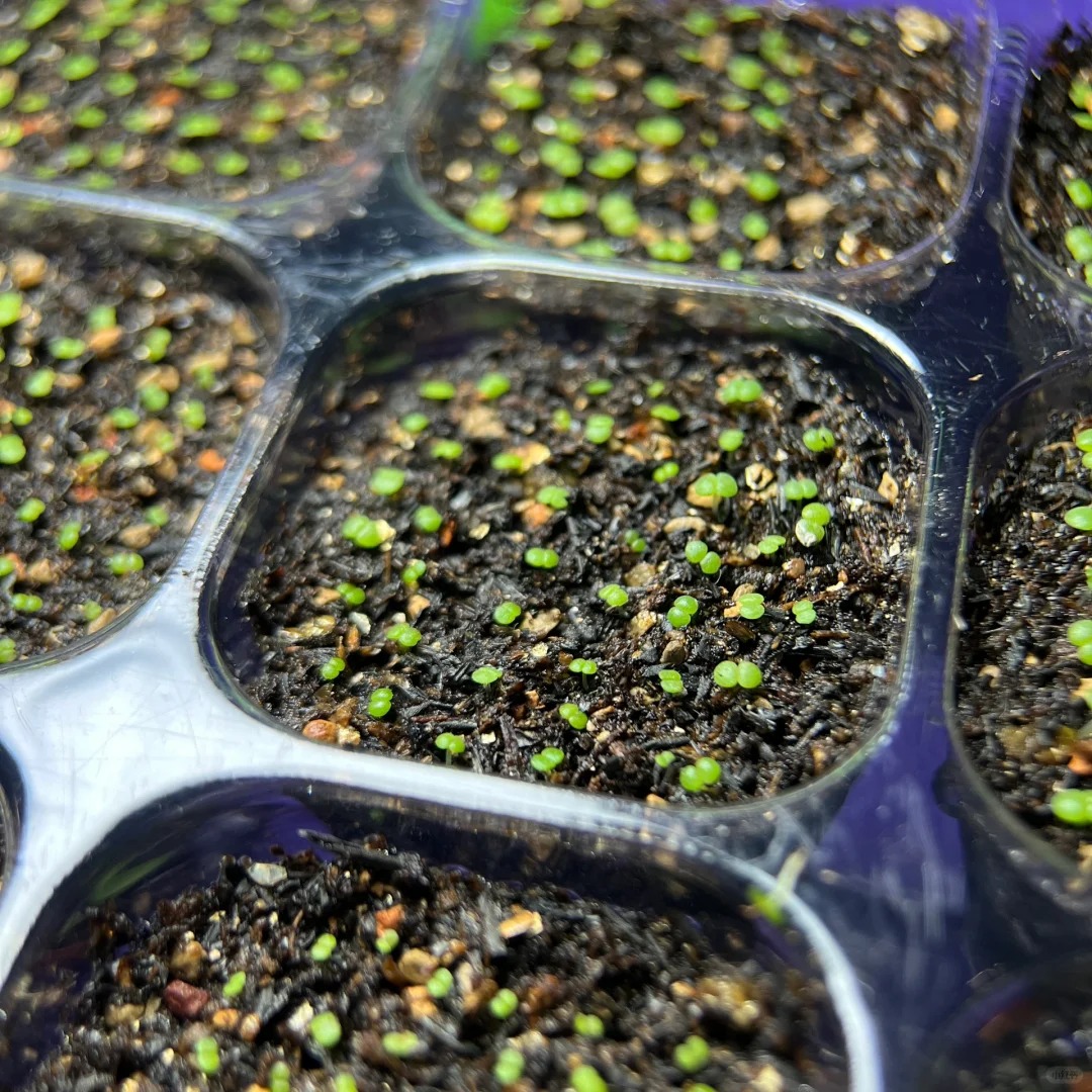 🌸 Easy-Grow Petunia Seeds – Bright Blooms for Every Garden
