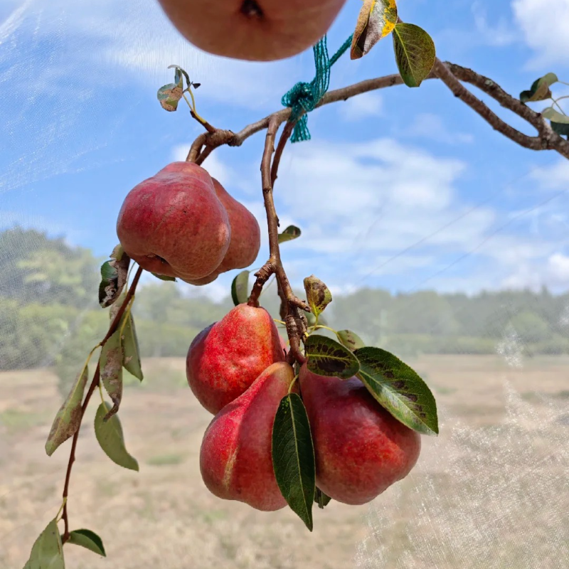 Meet Piqa Boo Pears 🍐 – Nature’s Own Ice Cream Treat 🍦🌿