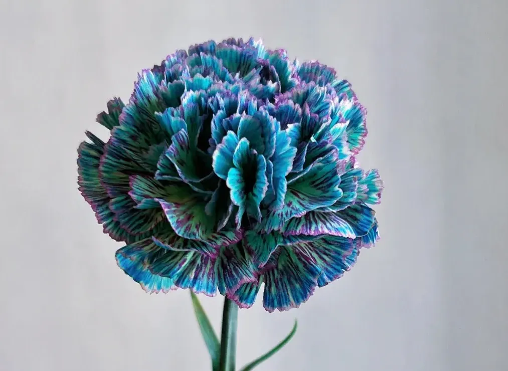 🎶💎 Introducing: Jazz Up Your Garden with Jazzberry Gem Lavender Seed