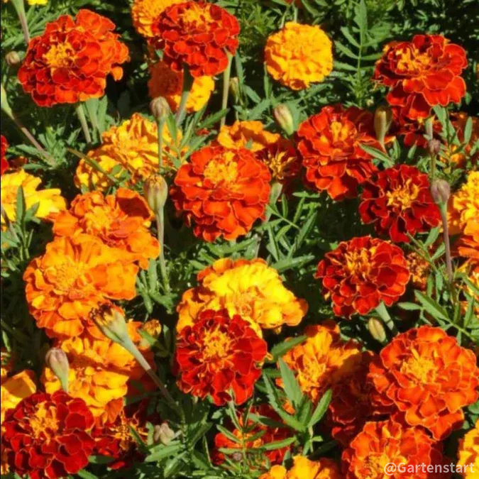 🌺 Almighty Flower - Marigold Seeds