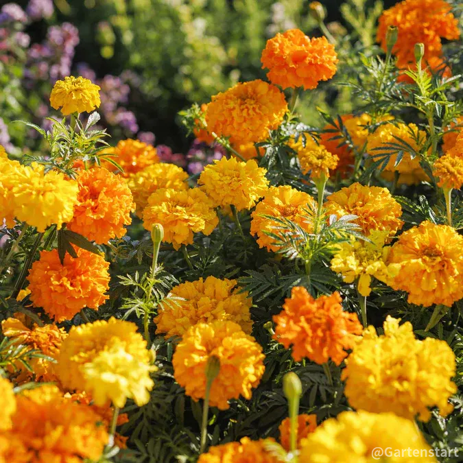 🌺 Almighty Flower - Marigold Seeds