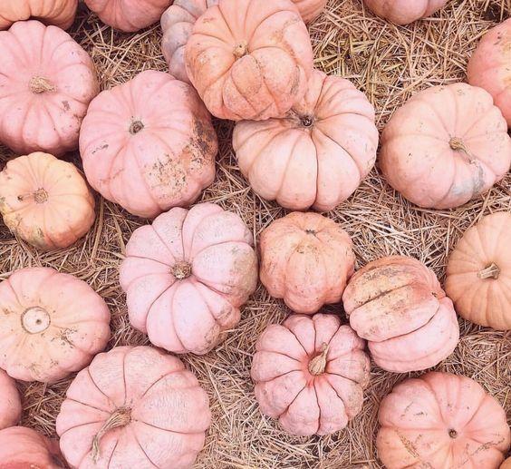 Pink Pumpkin Seeds – Leaflooms