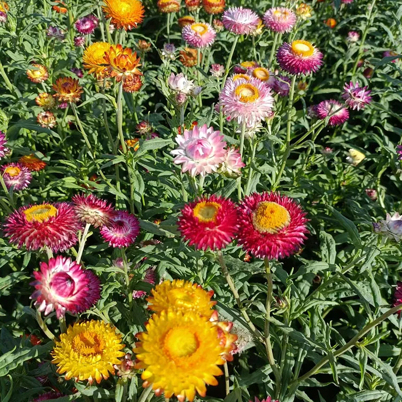 Strawflower Seeds - Swiss Giant Mix – Leaflooms