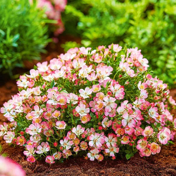 Alpine rose 'Cutie Pie' 100 Seeds