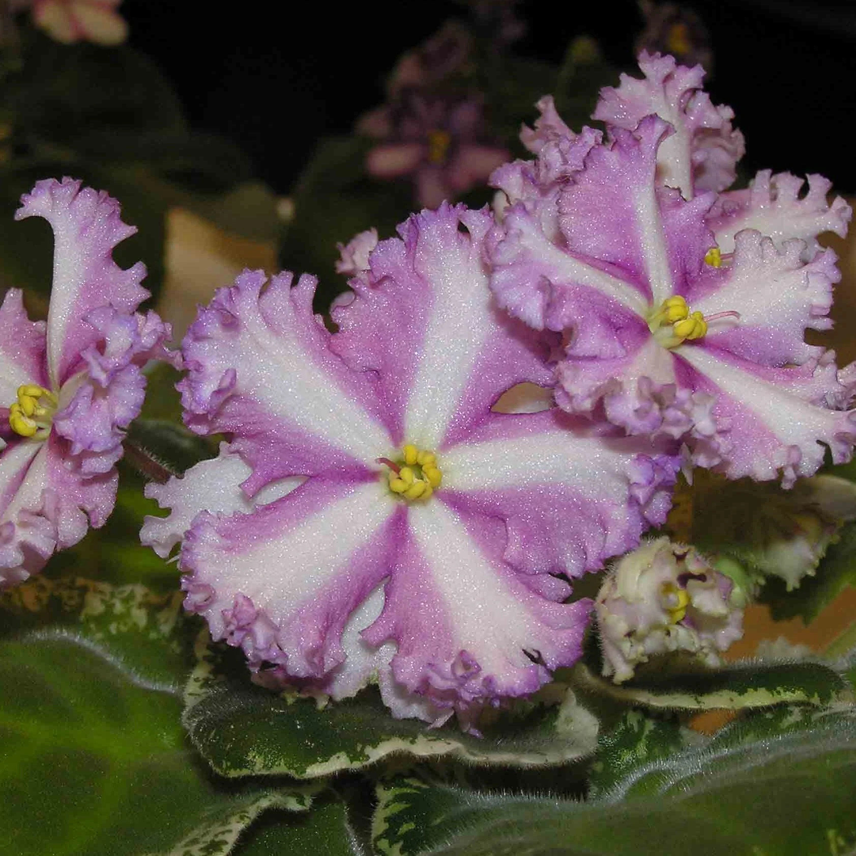 Mixed Miniature Variegated Violet Seeds-Plantjoyfarm-seeds