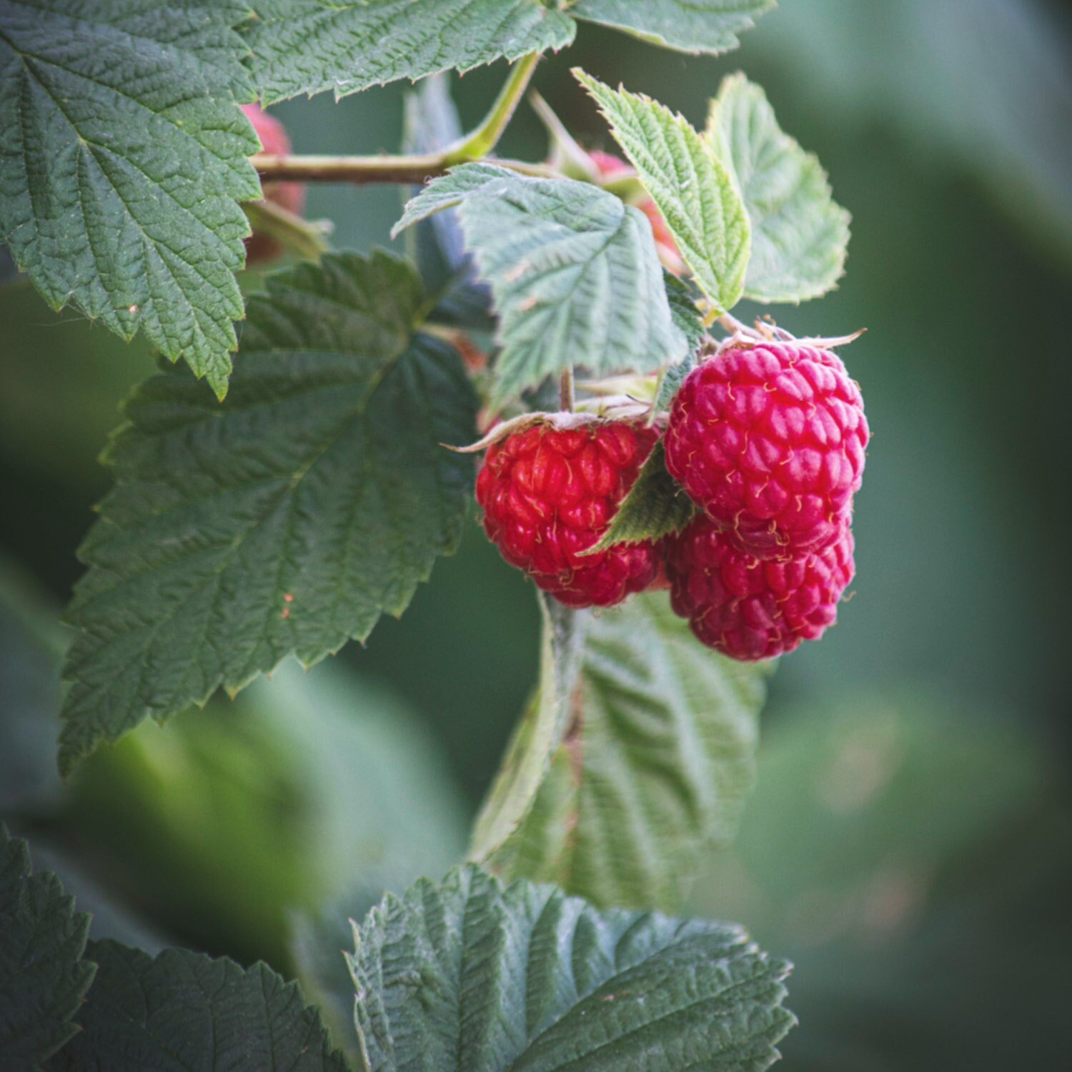 🍓Red Raspberry Seeds-Plantjoyfarm-seeds