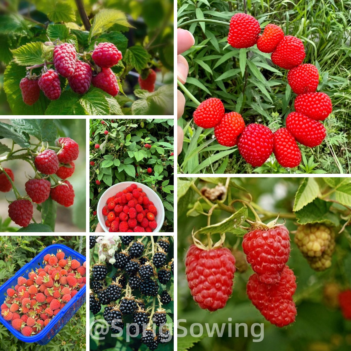 Large Fruited Raspberry Seeds-Plantjoyfarm-seeds