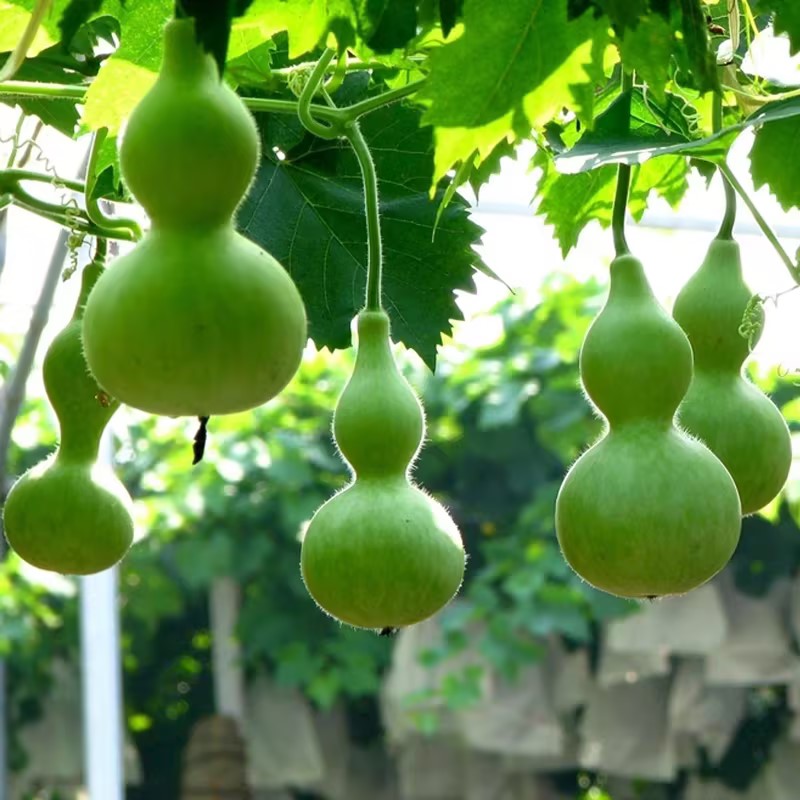 Hand-twisted Small Gourd Seeds-Plantjoyfarm-seeds