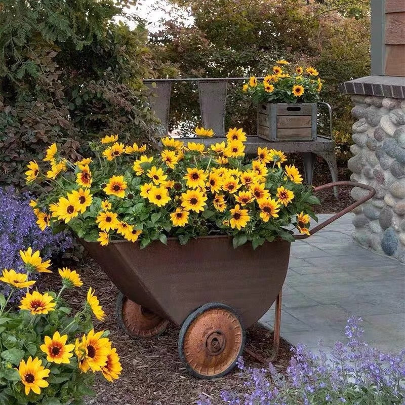Sunflower Bonsai Flowering Machine, Glorious Years-Plantjoyfarm-seeds