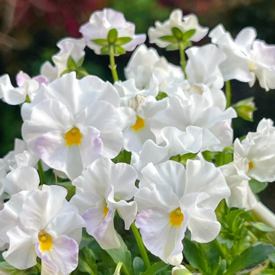 💐 Pansy Winter Elf Series - I Miss You Endlessly-Plantjoyfarm-seeds