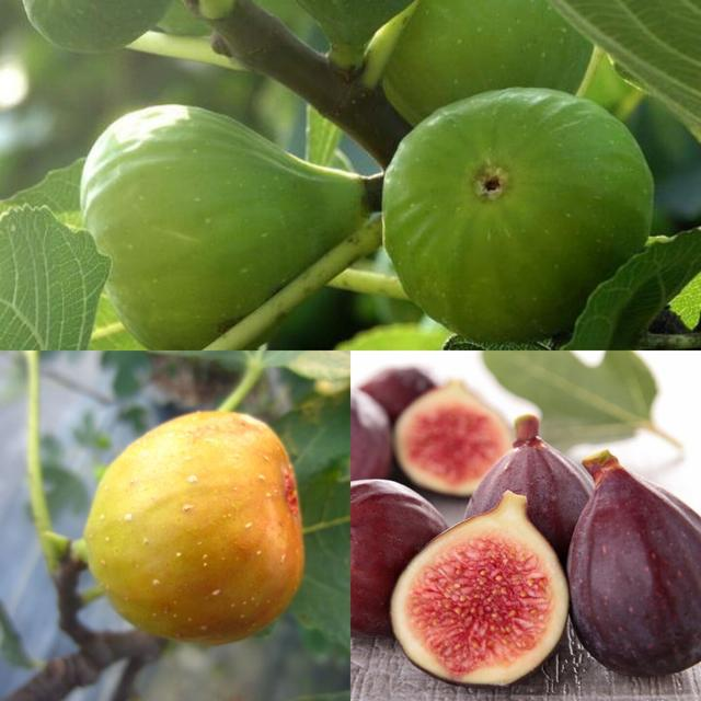 Fig Tree Seeds (Ficus carica), Sweet Fruit Shrub-Plantjoyfarm-seeds
