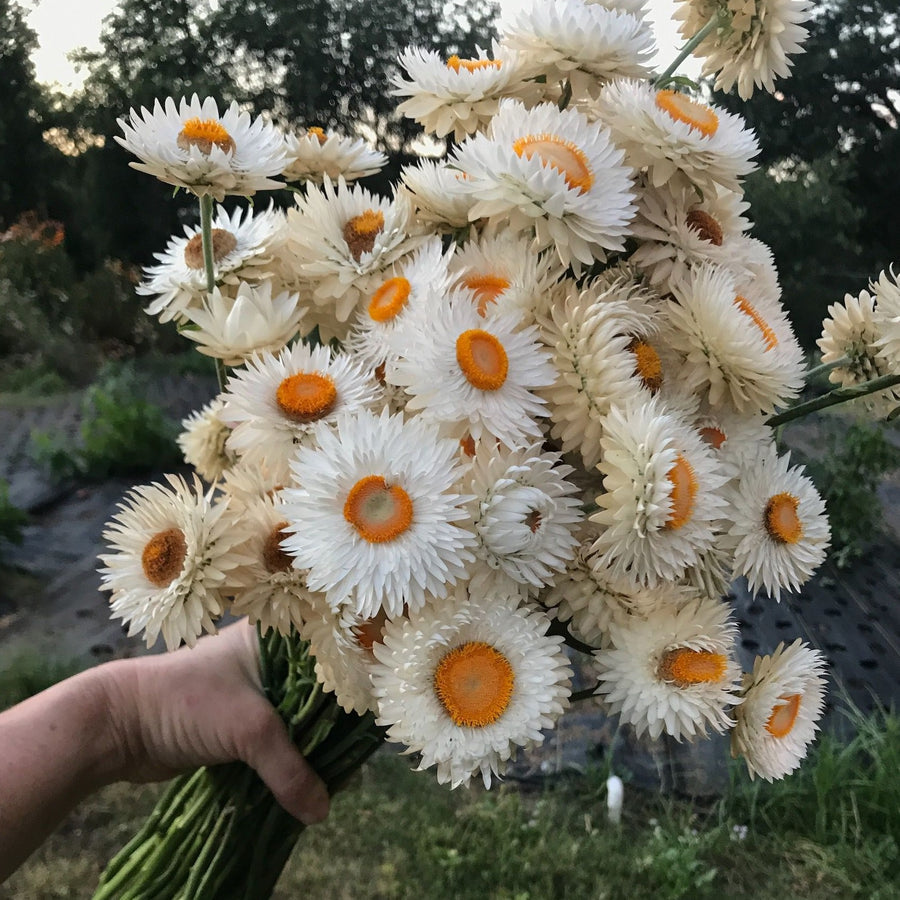 EVERLASTING STRAWFLOWER VINTAGE WHITE-Plantjoyfarm-seeds