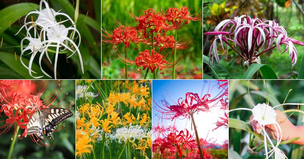 🌈Spider Lily Bulbs