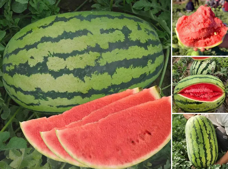 Giant Watermelon Seeds-Lazy
