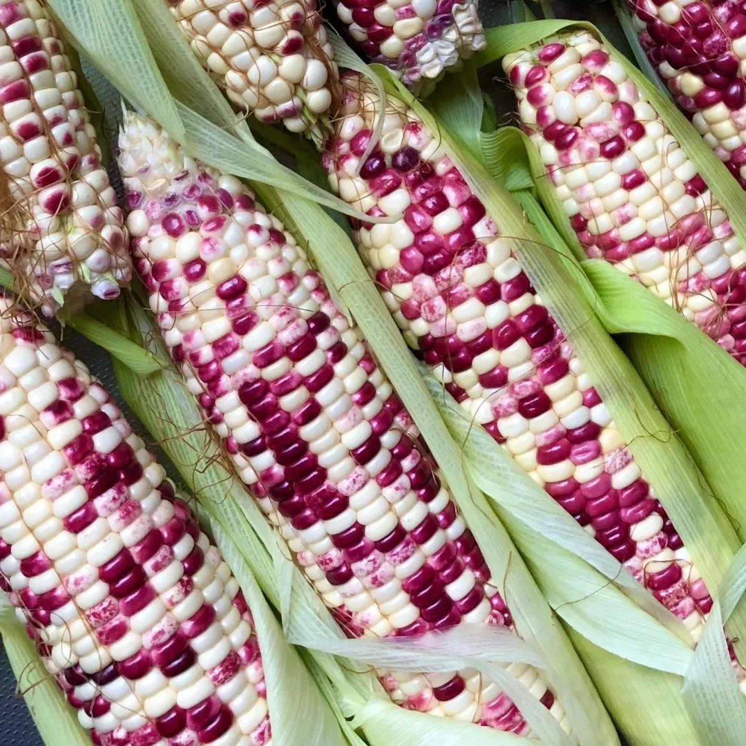 Purple and White Sticky Waxy Corn Glutinous Organic Corn Seeds