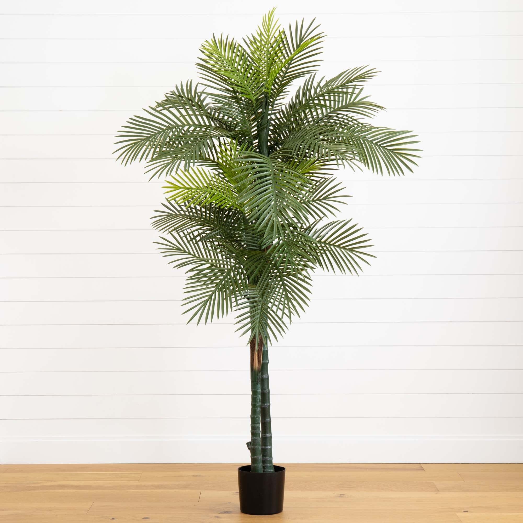 7’ Double Robellini Palm Tree UV Resistant (Indoor/Outdoor) – Itagrek