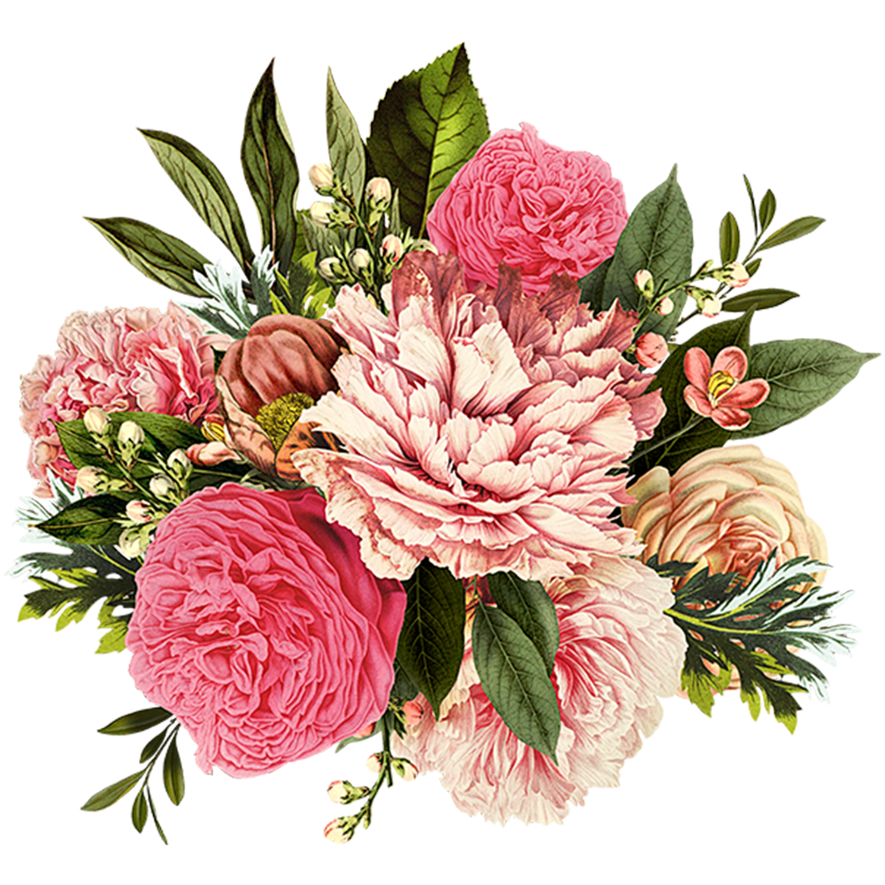 Carnation – Farm-lush
