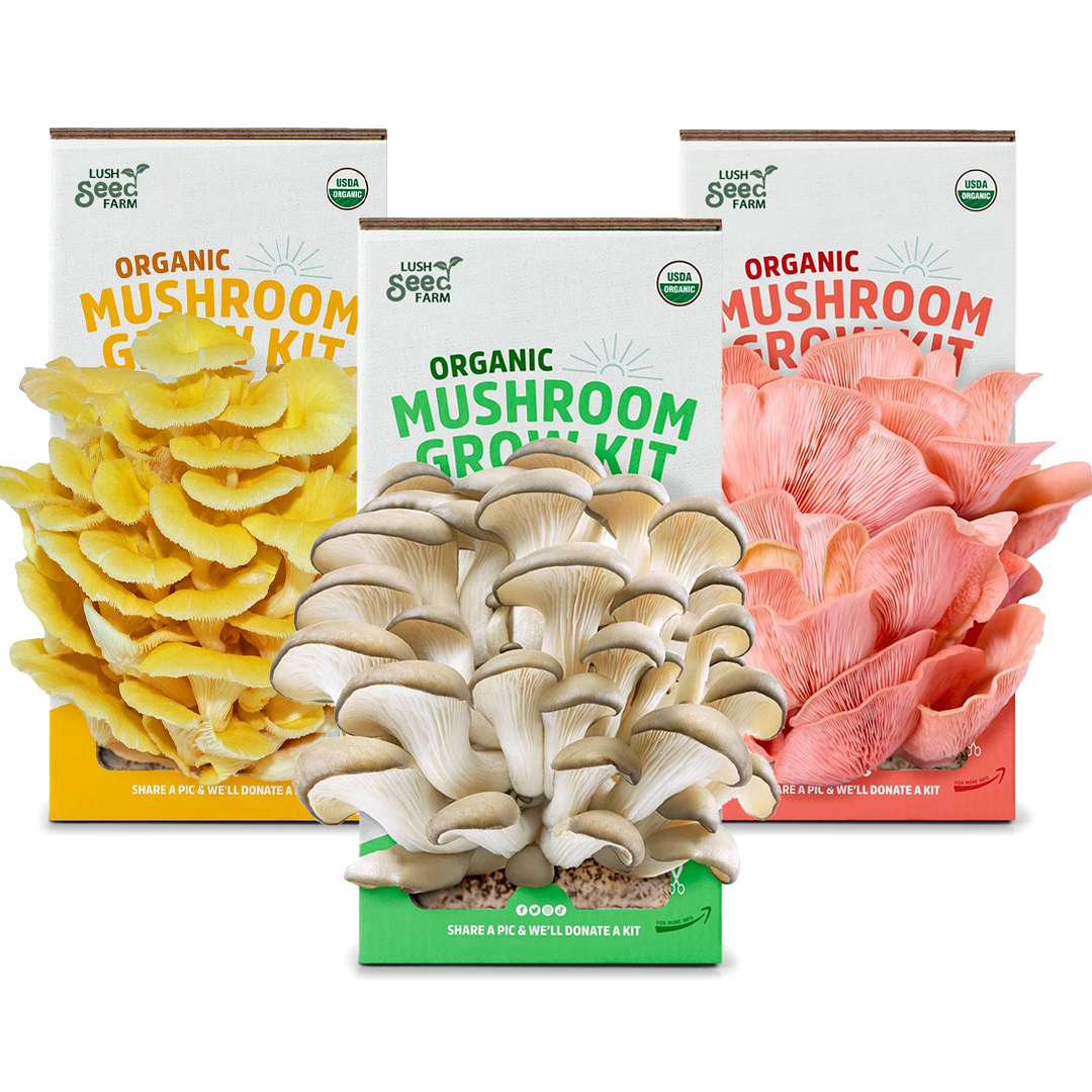 🍄 Organic Oyster Mushroom Grow Kit, Harvest Gourmet Mushrooms In 10 D